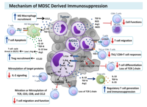 Using Flow Cytometry to Characterize Myeloid Derived Suppressor Cells ...