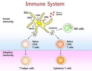 Using Flow Cytometry to Immunophenotype Dendritic Cells: Master ...