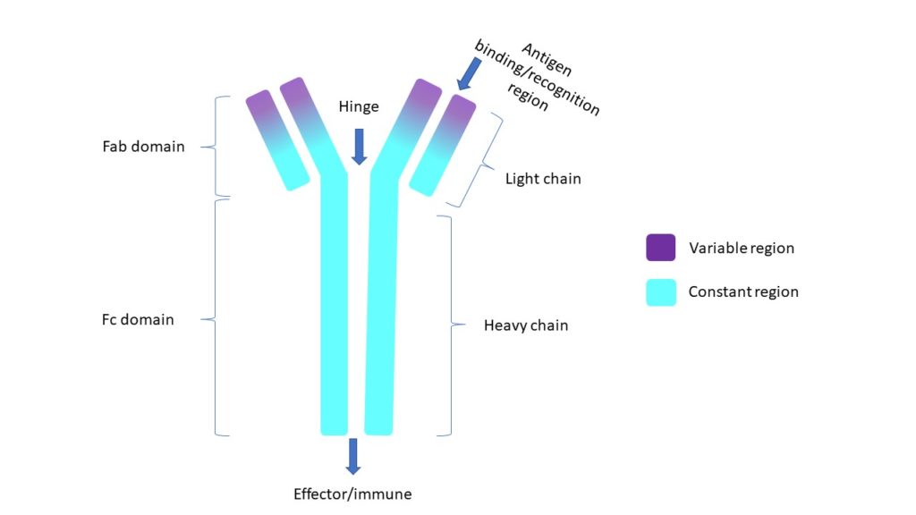 Fc Receptors (FcR) and their Relevance to Flow Cytometry - FLOW ...