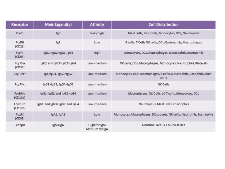 Fc Receptors (FcR) and their Relevance to Flow Cytometry - FLOW ...